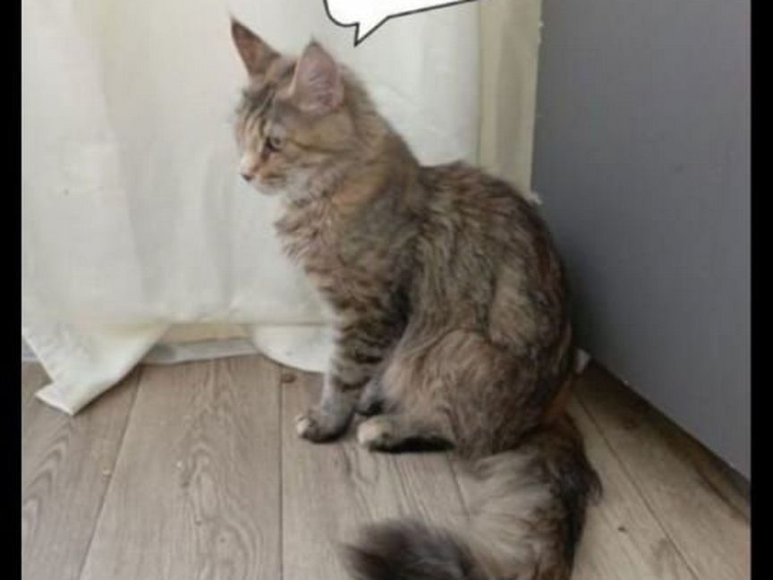 Котята мейн-кун