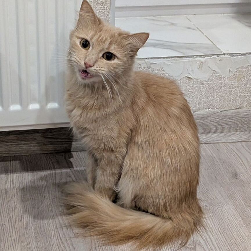 Взрослая, Девочка кошка в добрые руки