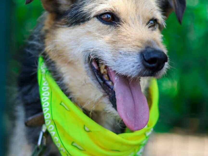 Милый пес-терьер страдает и ждет в приюте