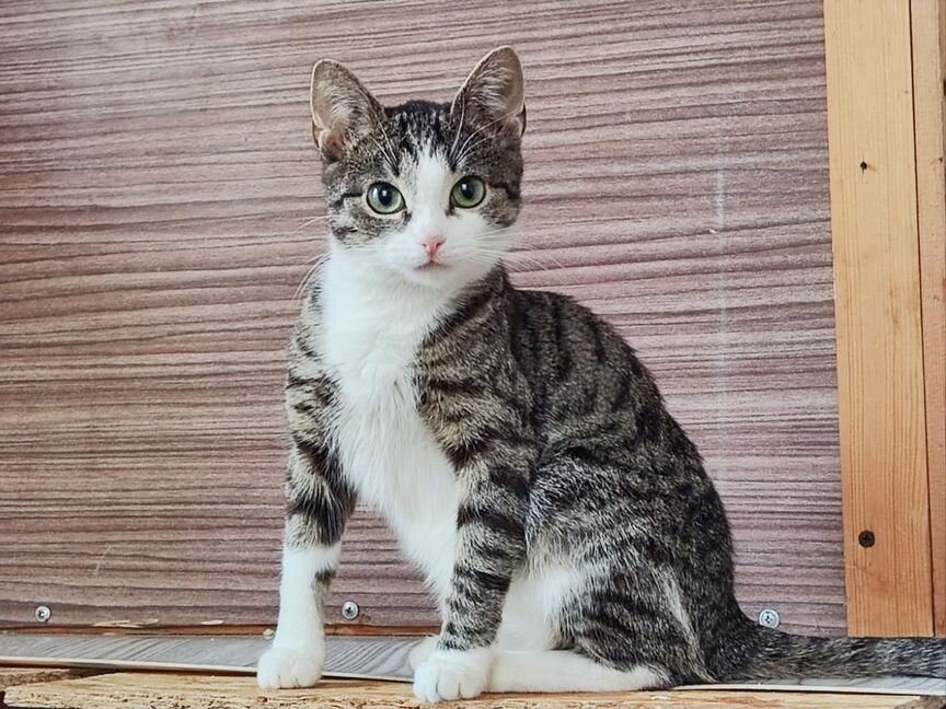 Миниатюрный котенок подросток (девочка Турандот:)