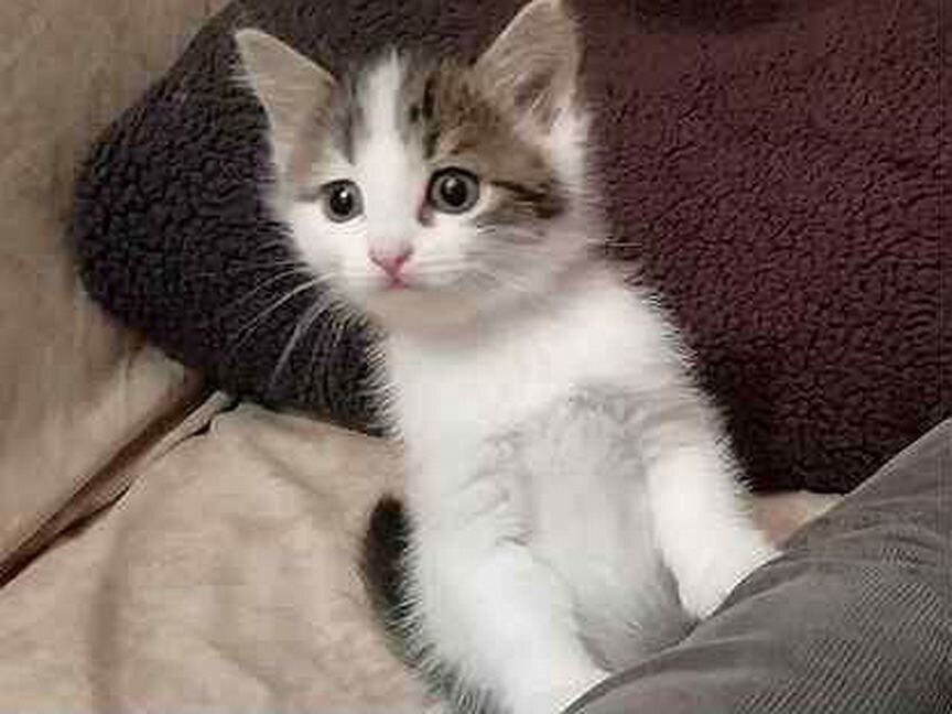 Котёнок к Новому году