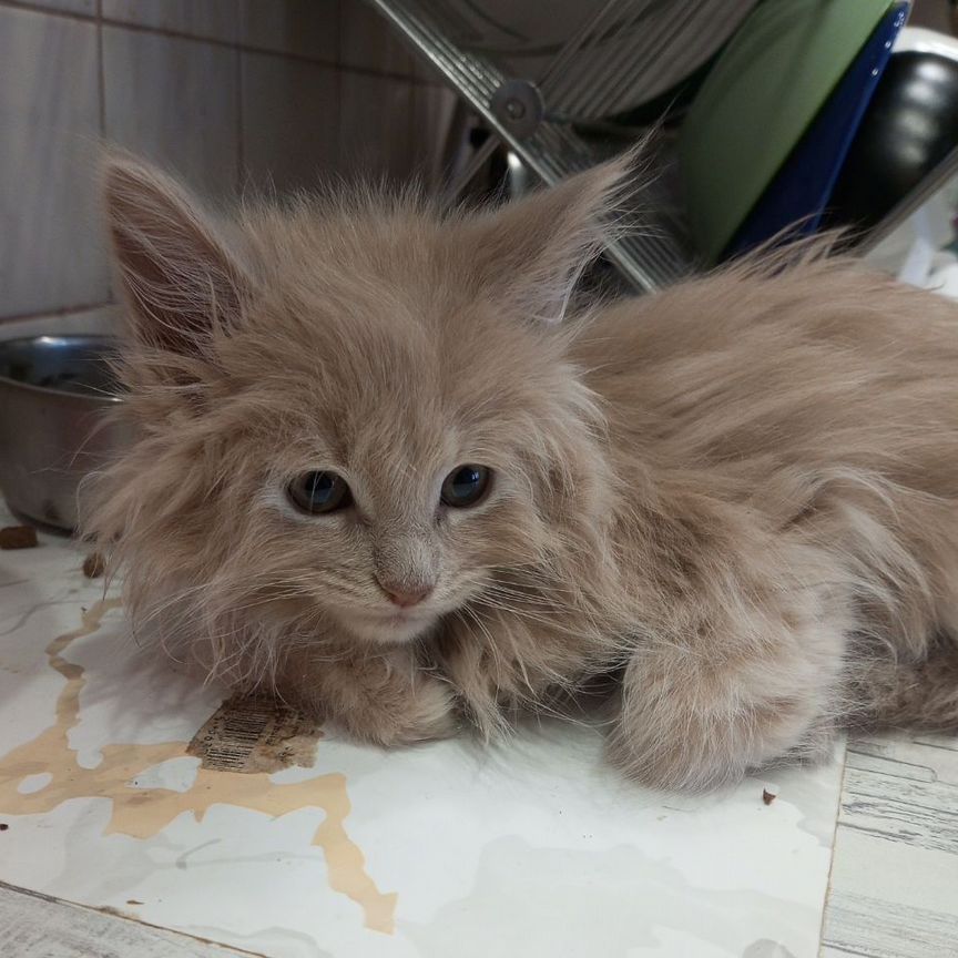 Мейн-кун котёнок