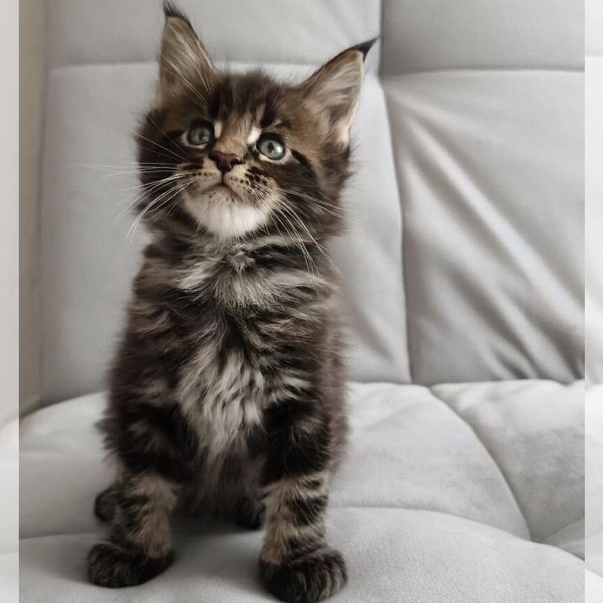 Мейн-кун котёнок