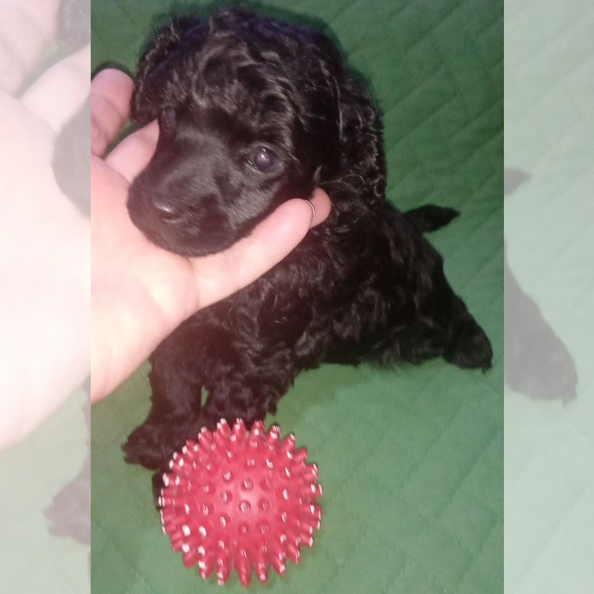 Предлагается миниатюрный пудель, мальчик