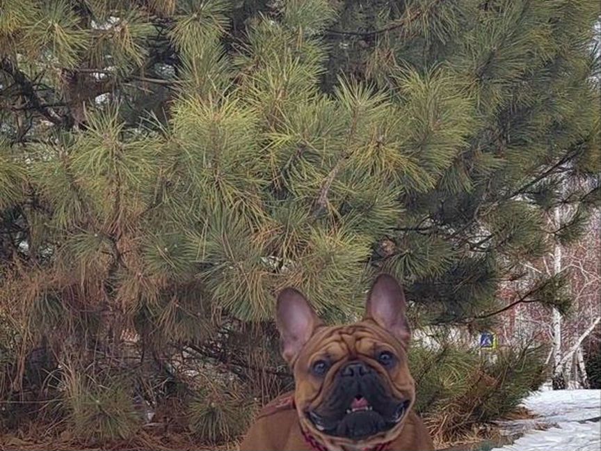 Французский бульдог мальчик-красавчик