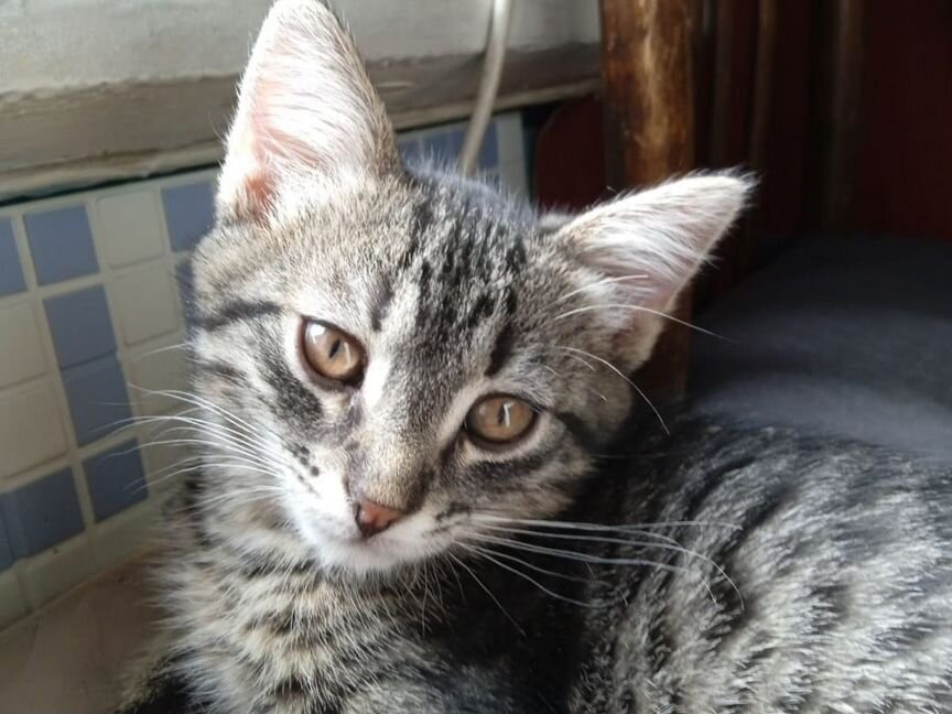 Отдадим котенка мальчика