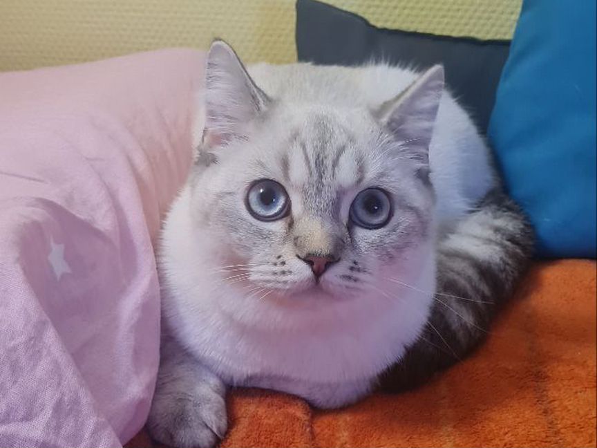 Шотландский котёнок