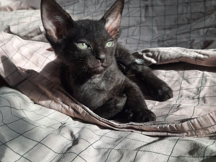 Котёнок петерболд