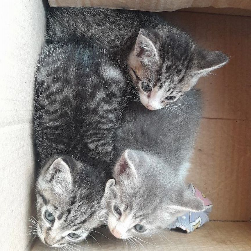 Котята в добрые руки