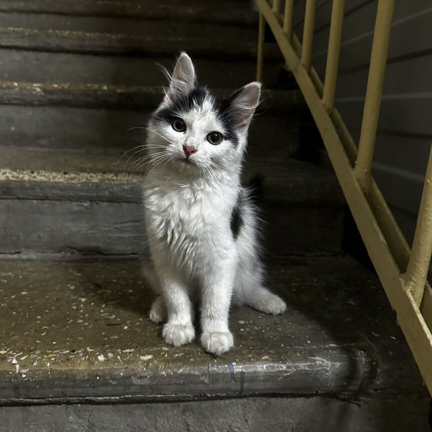 Котенок в беде