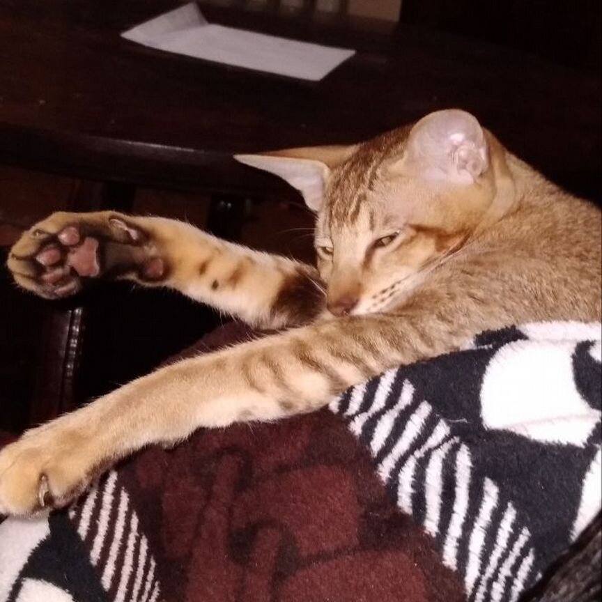 Ориентальные котята