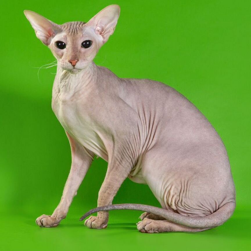 Петерболд, взрослая кошка