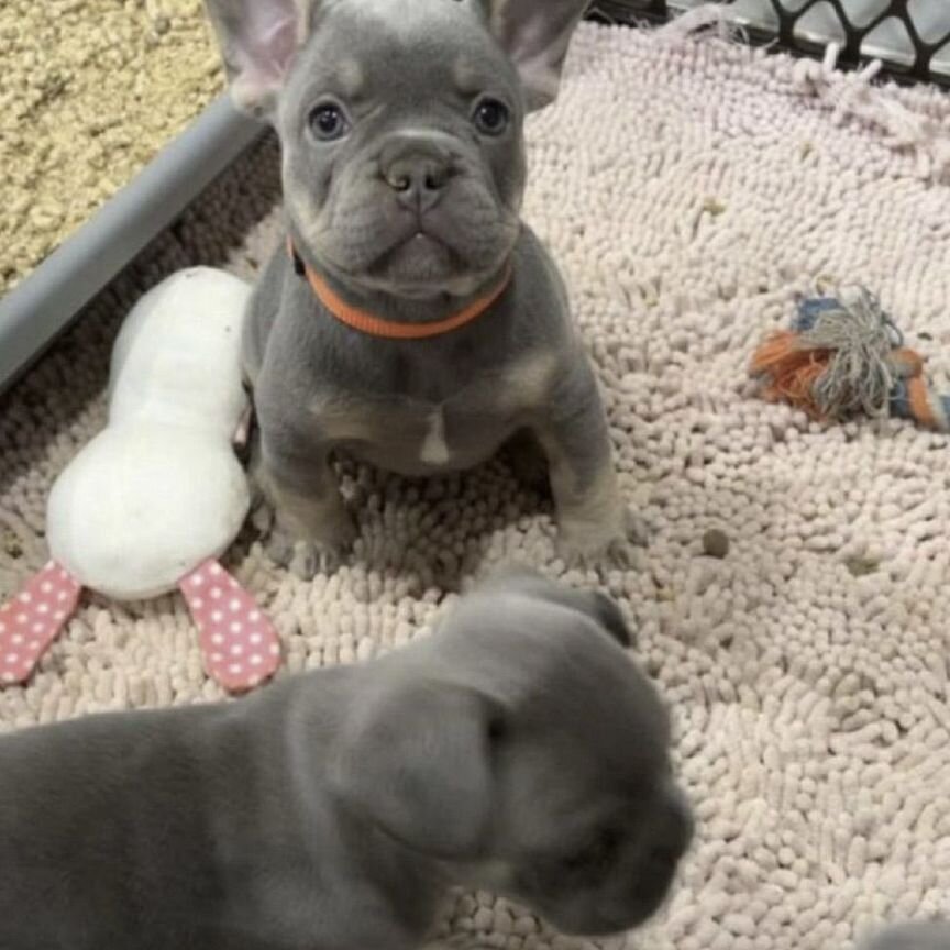 Девочка,лилак тан