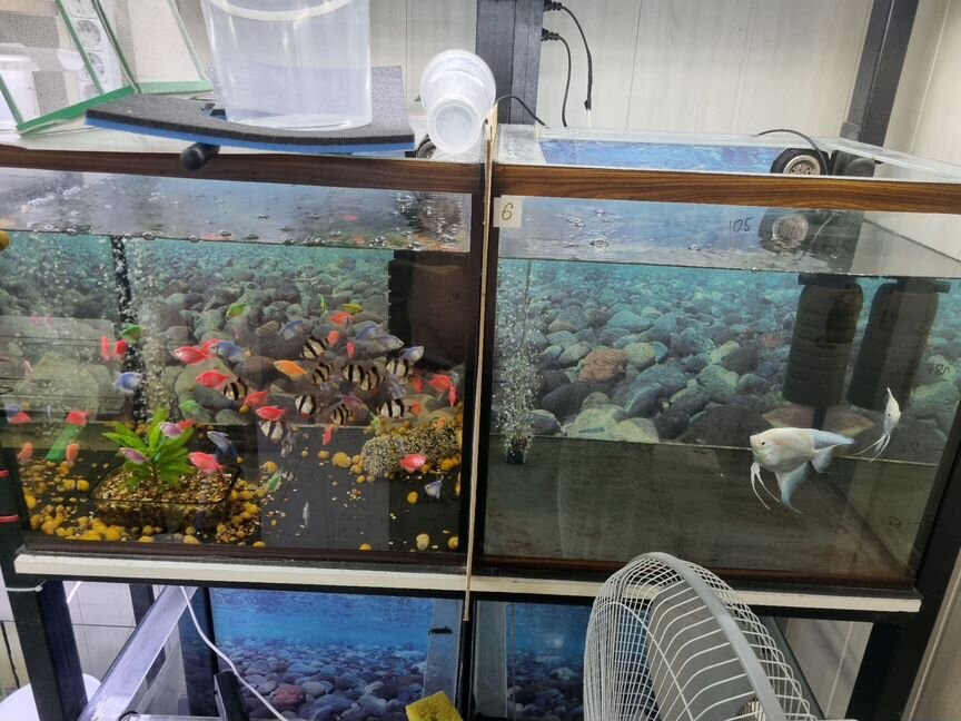 Аквариумная стойка, аквариумы, рыбки