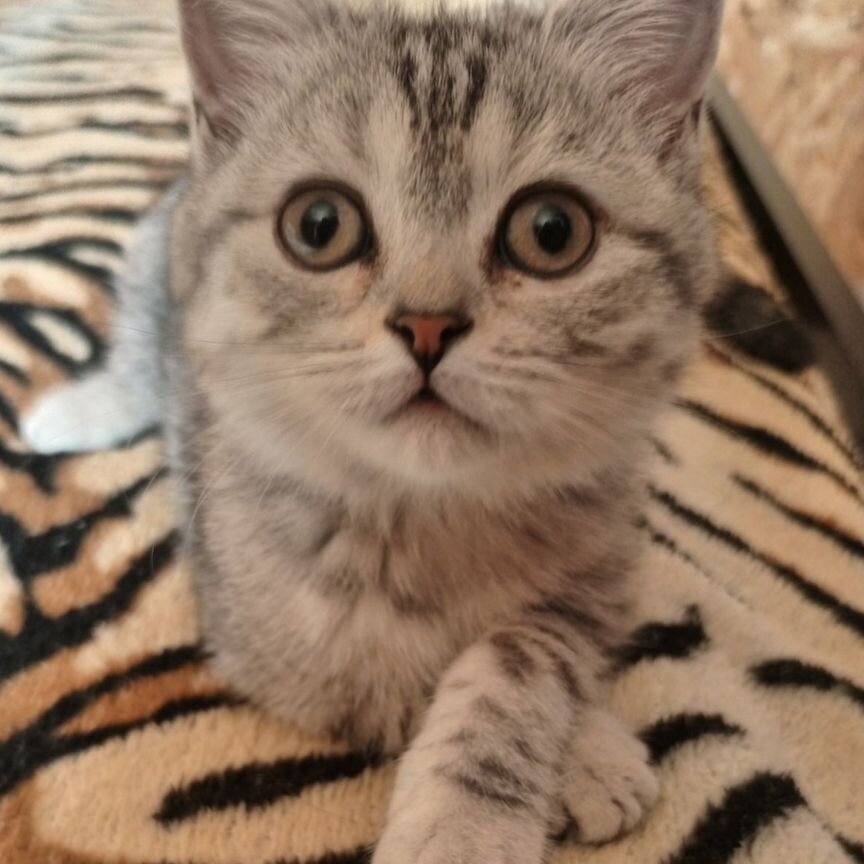 Шотландская прямоухая кошечка