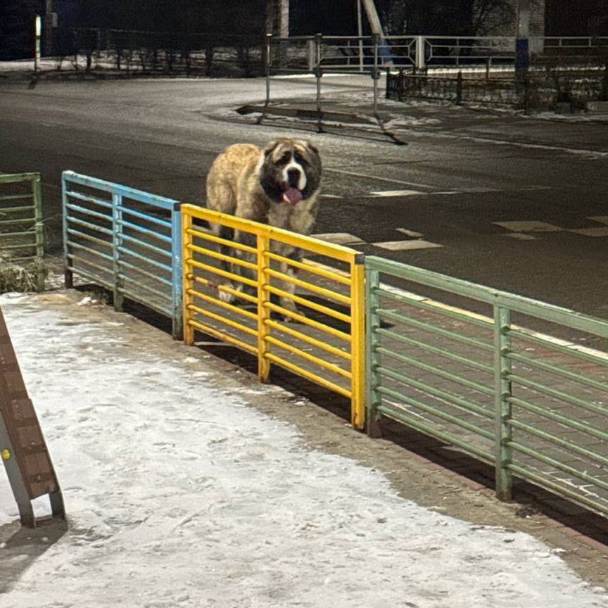 Кавказская овчарка, взрослая собака