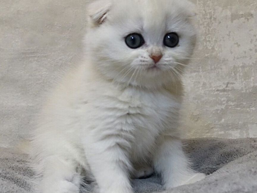 Шотландская вислоухая девочка