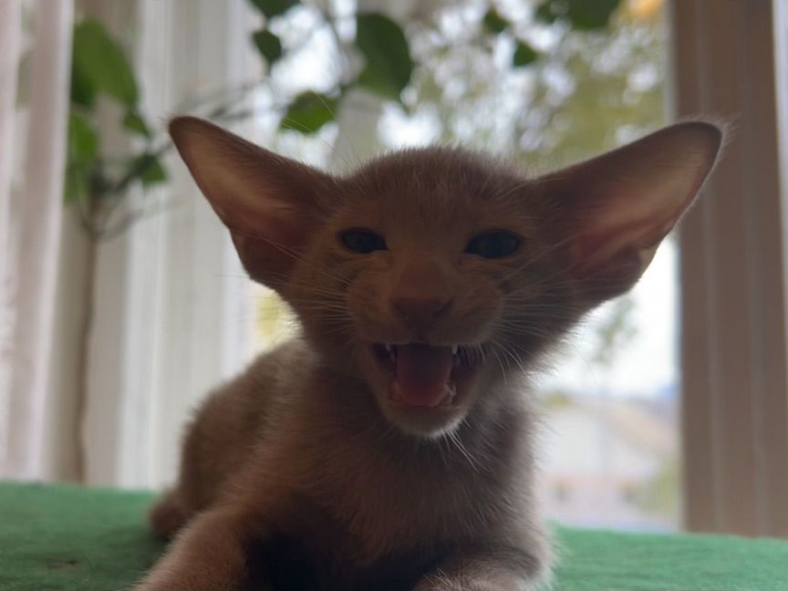 Ориентальные котята