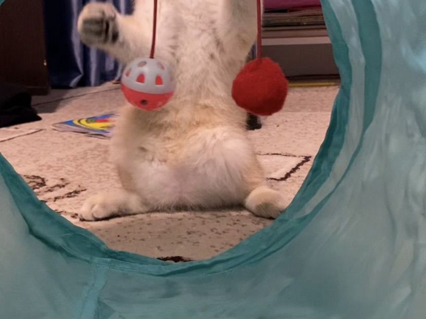 Туннель для котят