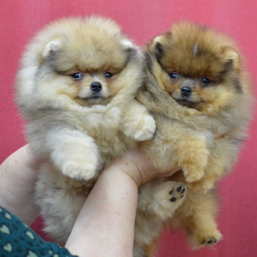 Померанский шпиц, щенок