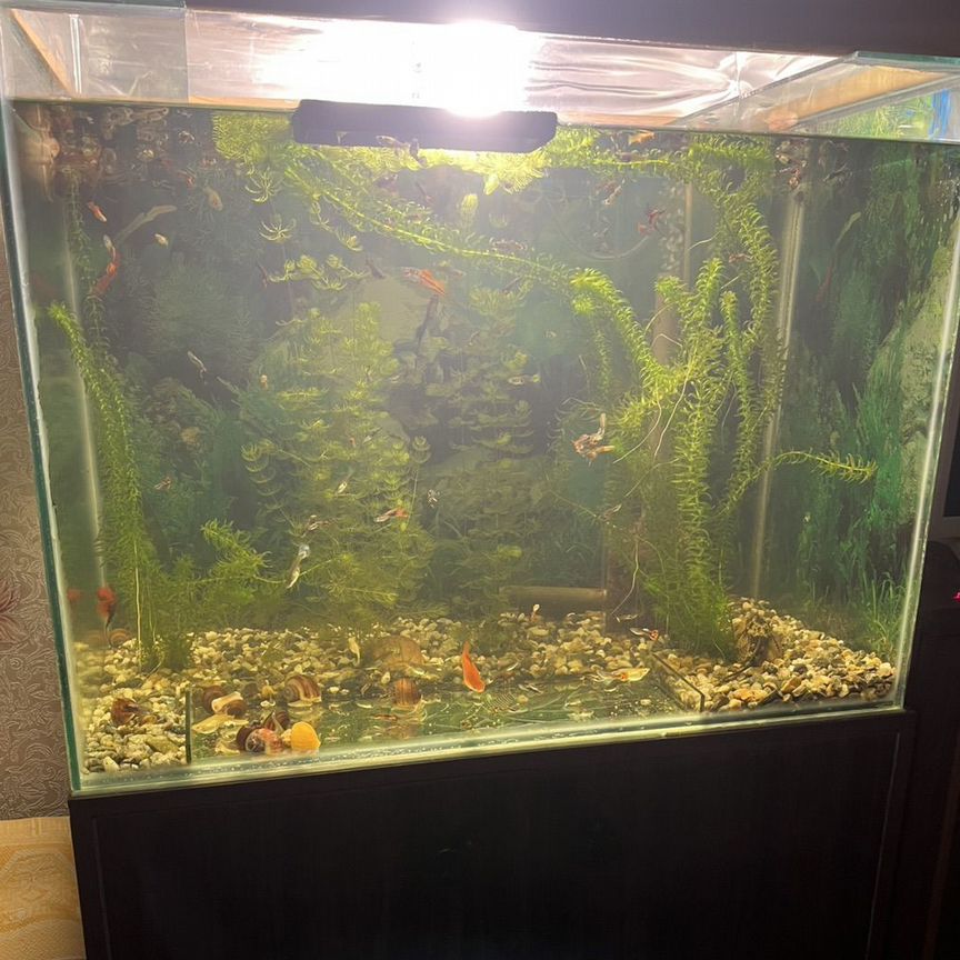 Аквариум с рыбками