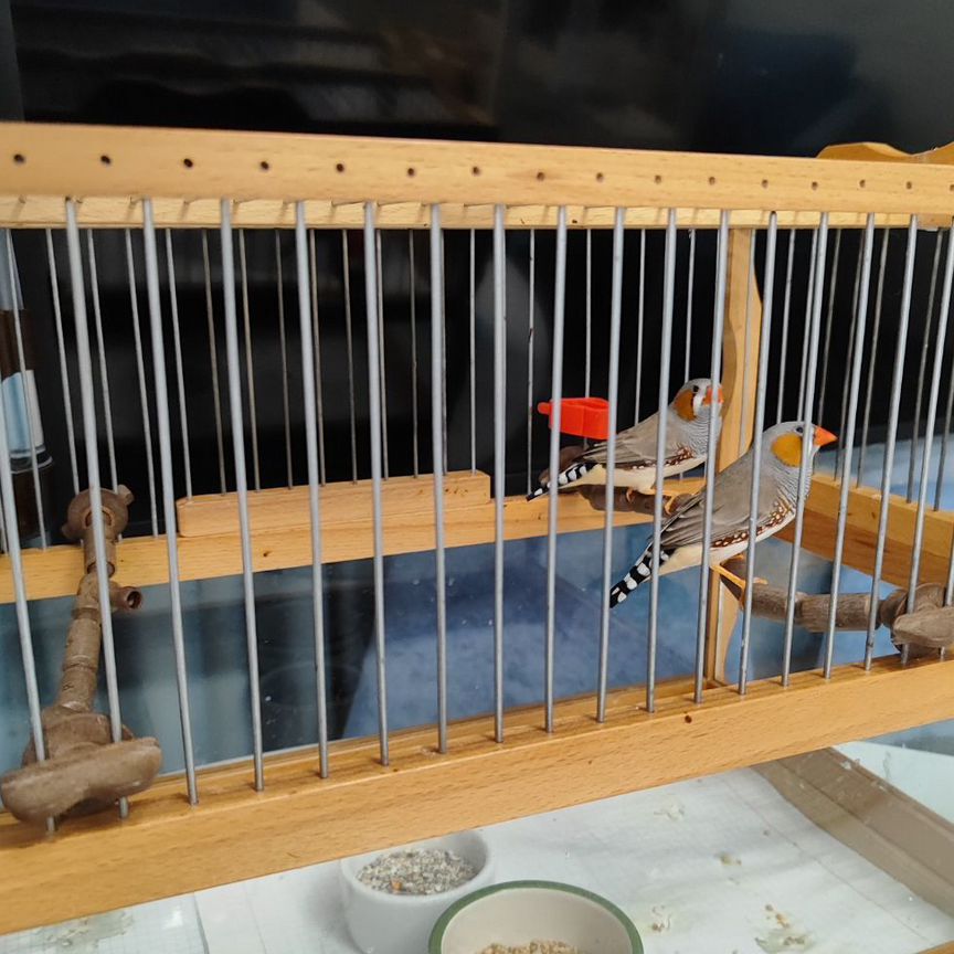 Зебровые амадины 2 самца молодых