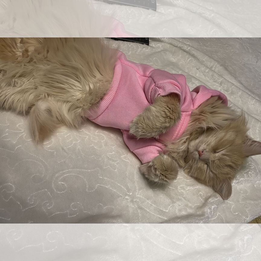 Взрослая, кошка в добрые руки