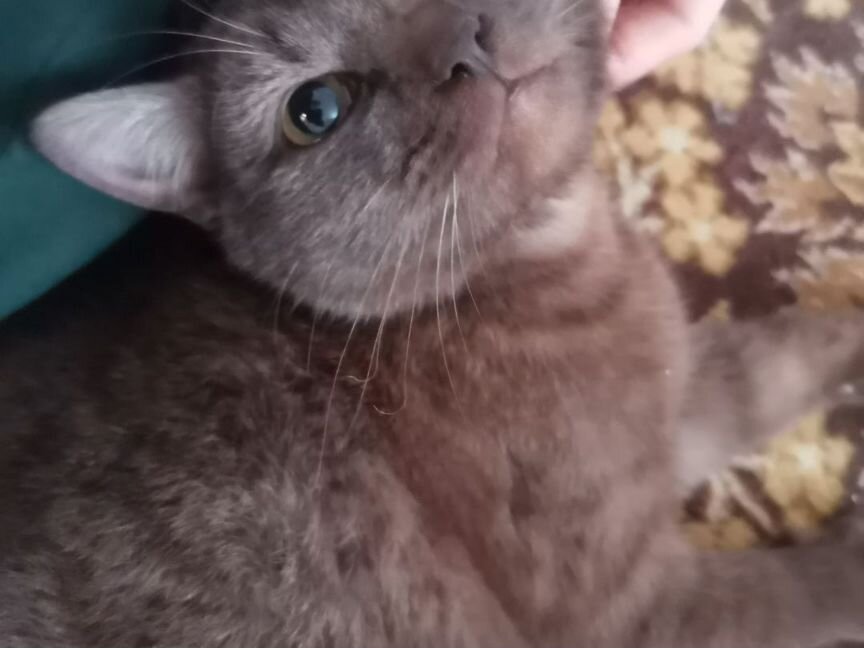 Кот