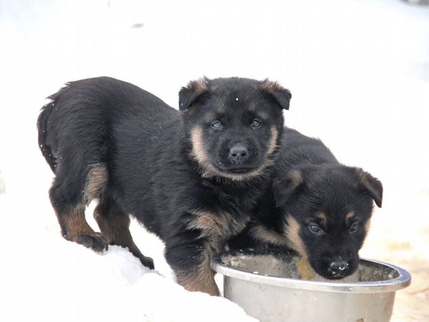 Щенки Девочки 1,5-2 месяца в добрые руки