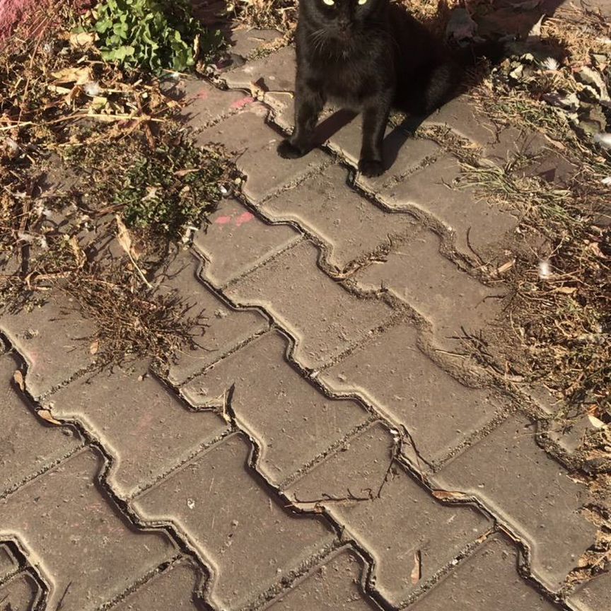 Кот