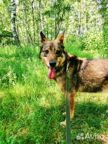 Собака в добрые руки