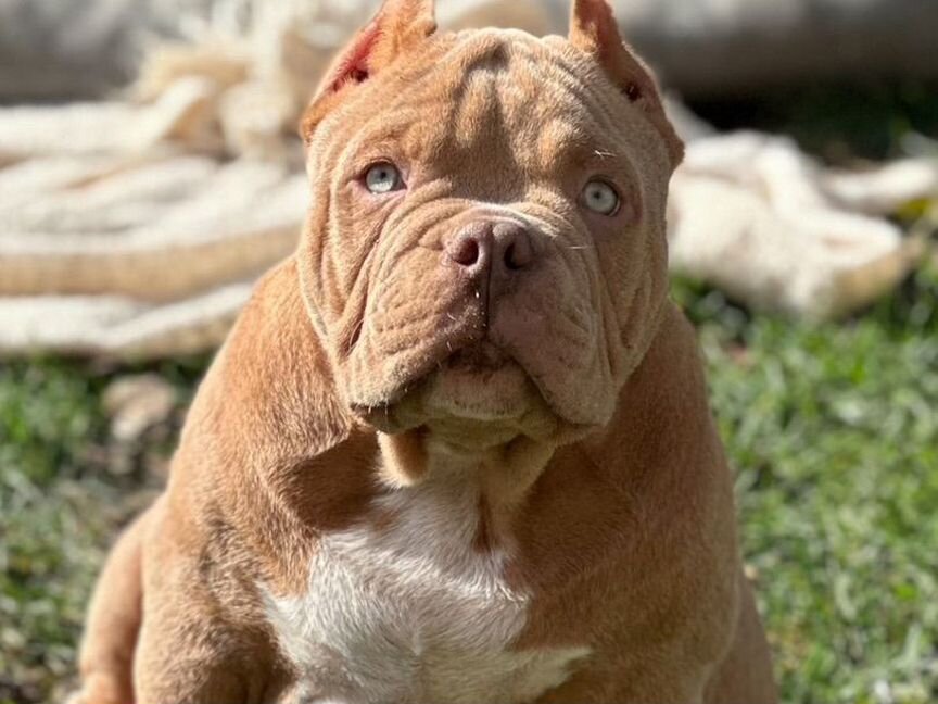 Мальчишка Американского булли супер