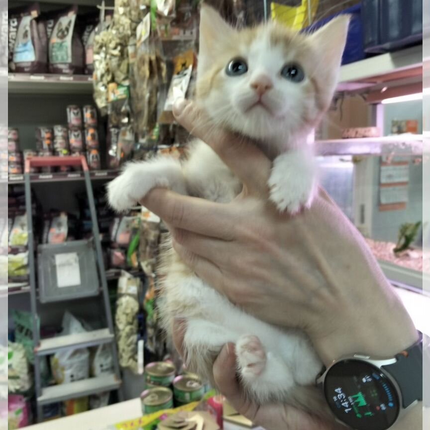 Котятки маленькие