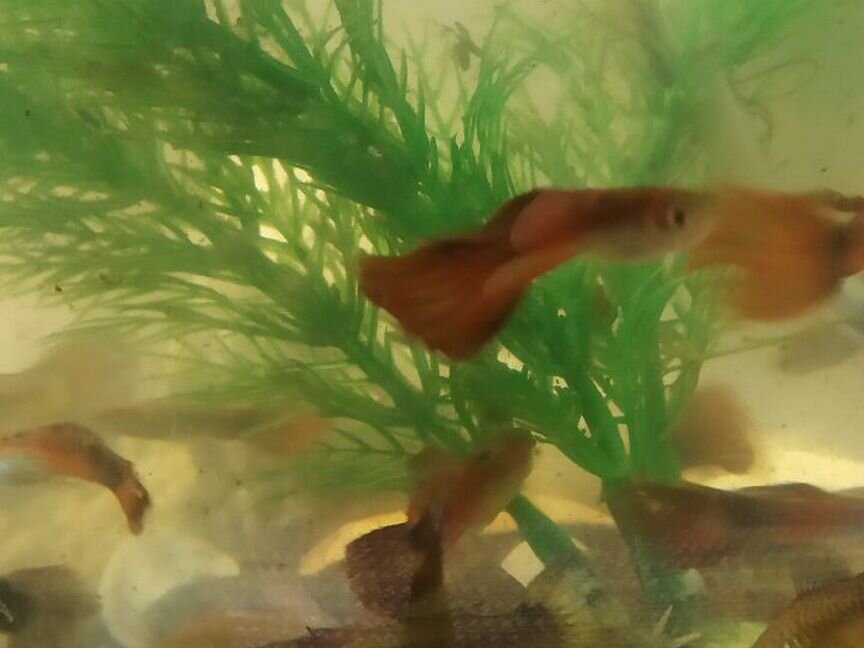 Аквариумные рыбки отдам за сахар