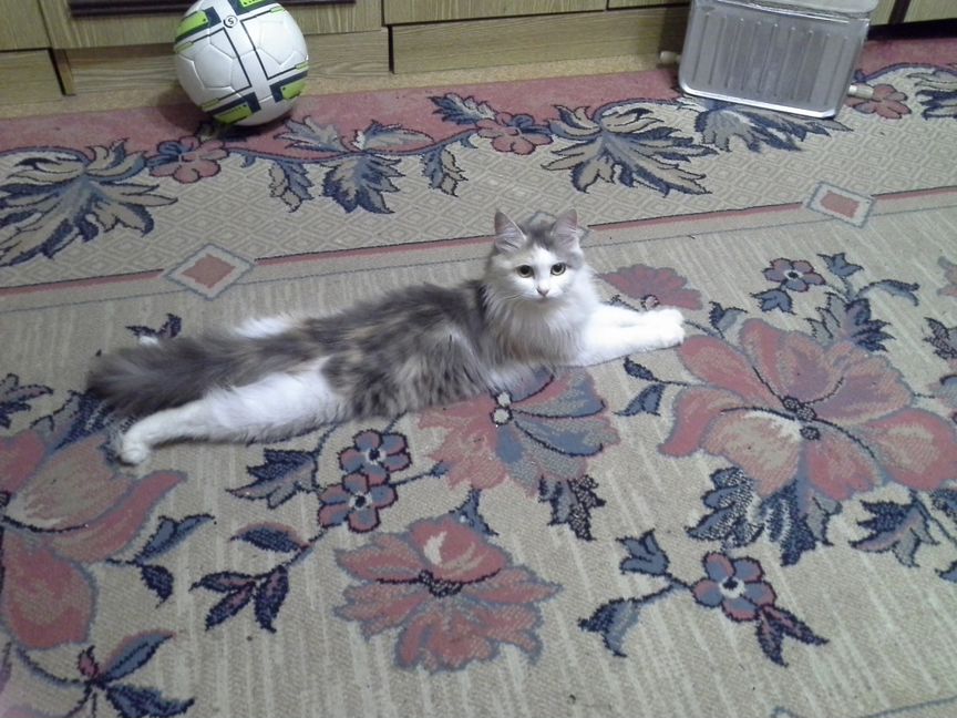 Кошка трехцветная