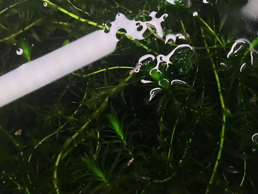 Растения элодея