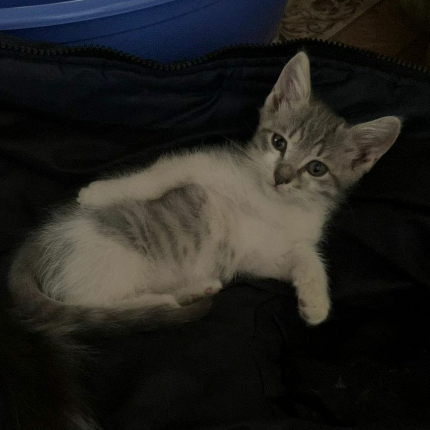 Котята в добрые руки бесплатно мальчик