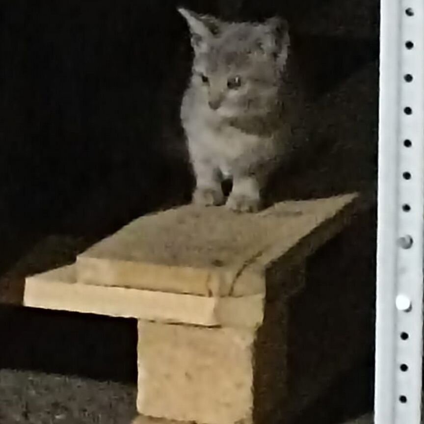 На предприятии погибают кошки