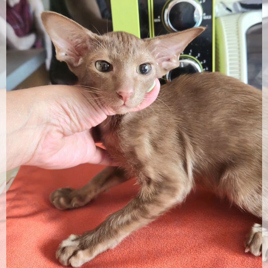 Ориентальная малышка