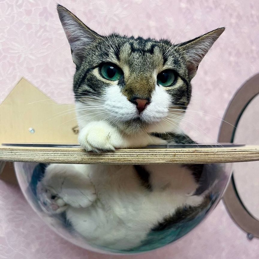 Кошечка с изумрудными глазами
