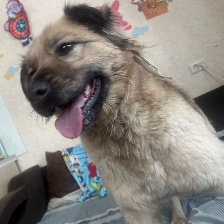 Взрослая собака в добрые руки