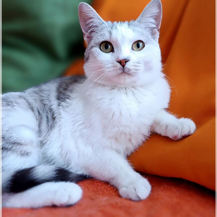 Миленькая кошечка Ева