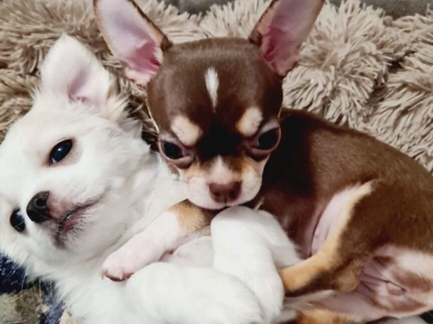 Щенки чихуахуа