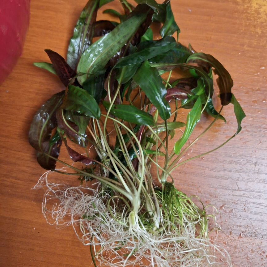 Аквариумное растение