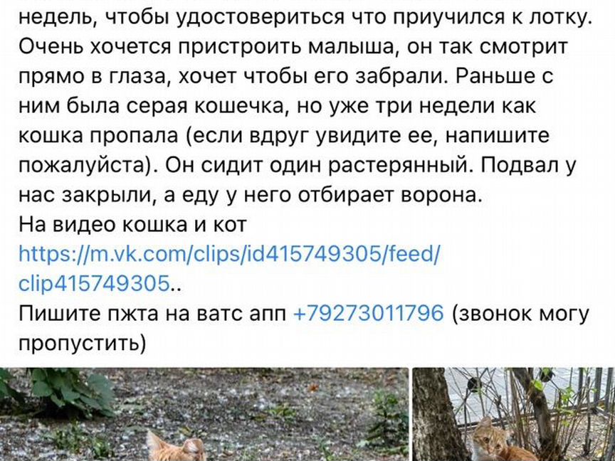Котик ищет дом