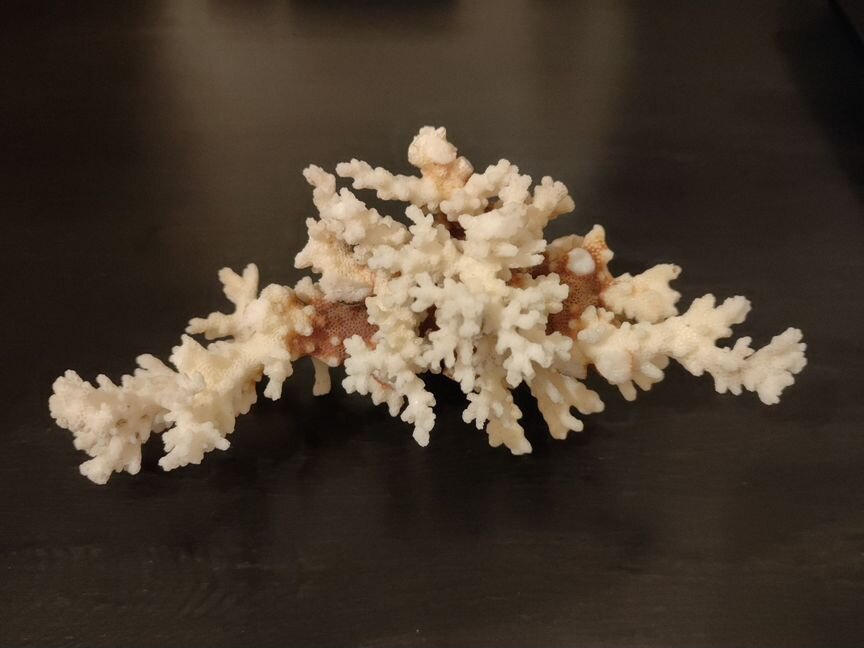 Коралл балянус