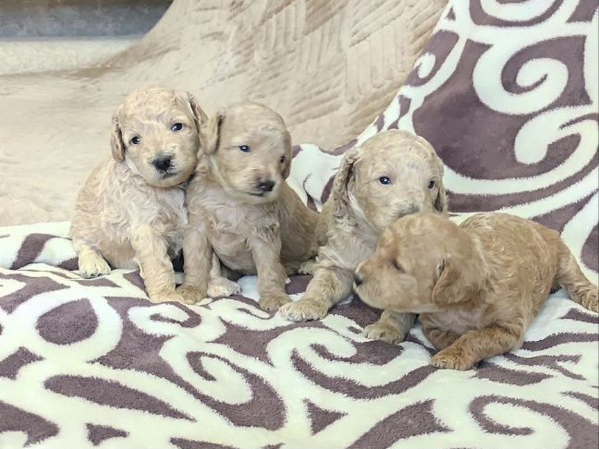 Щенки пуделя