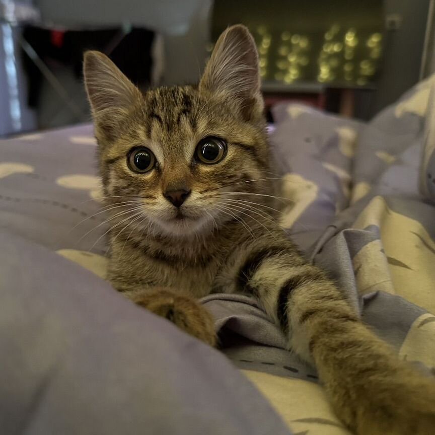 Отдам бесплатно котика