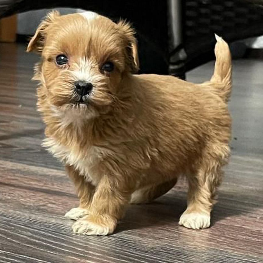 Мальтипу, щенок