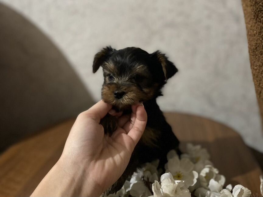 Йоркширский терьер